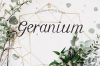 Geranium Font - A free handmade font | Pixelo